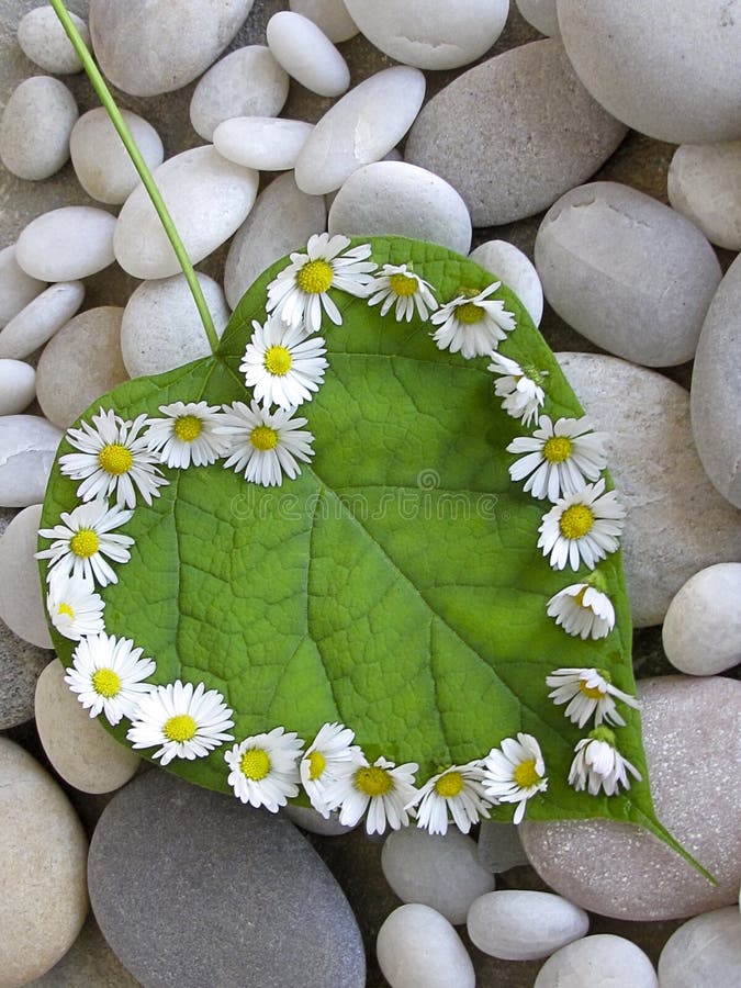 Stone Background on Leaf upon a White Flowers Stock Photo - Image of ...