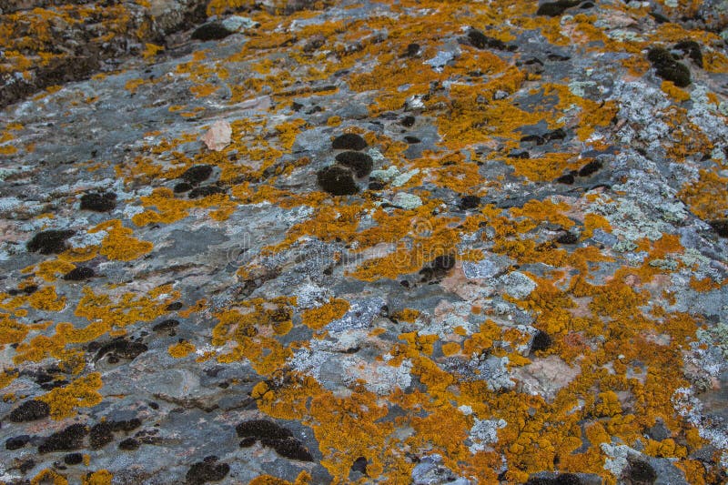 Stone Background. Nature Texture with Yellow Moss. Stock Photo - Image ...