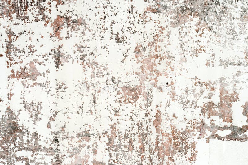 Pale White Wild Rose Flower Stock Photo - Image of leaves, petal: 42461810