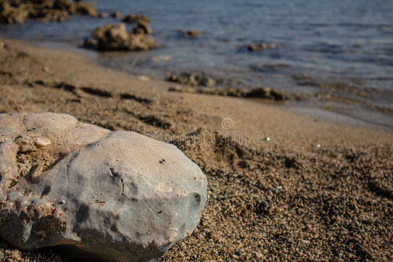 A Stone on the Beach with Traces of Ancient Fossils Stock Photo - Image ...