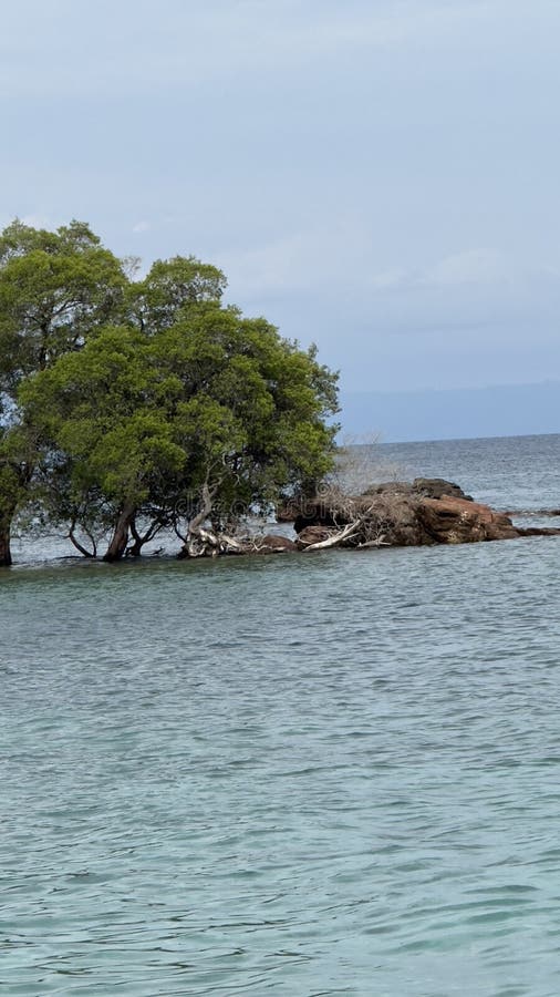 Stone stock photo. Image of trees, stone, rocks, combination - 377528410