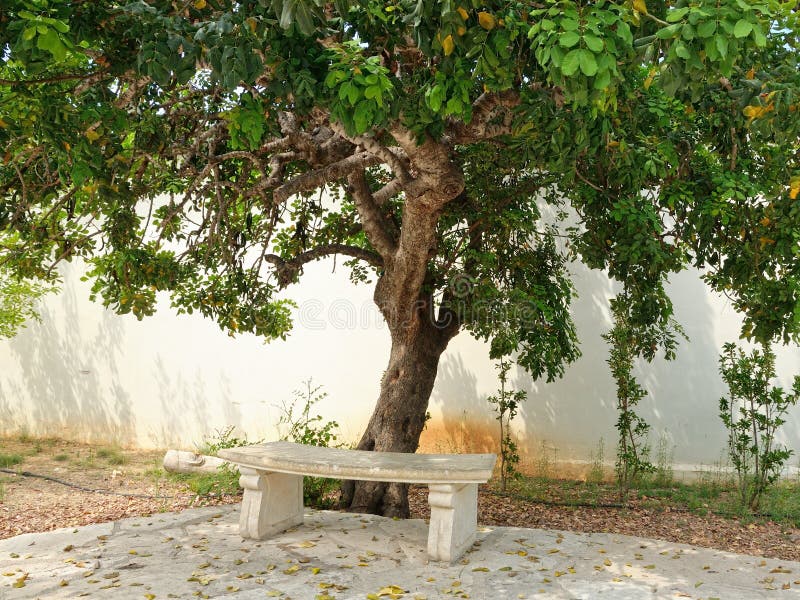 Stone bench and tree stock photo. Image of stone, white - 93505860