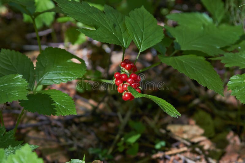 Stone berry on branch stock image. Image of wild, food - 42604633