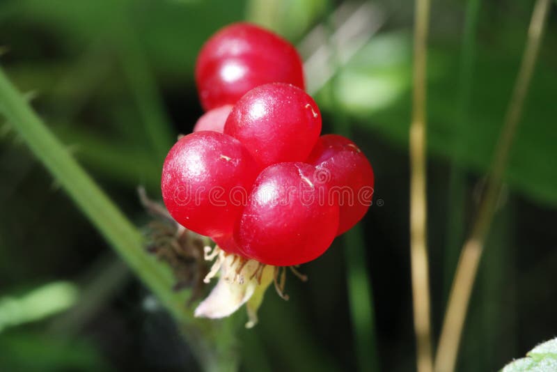 Stone berry stock image. Image of ripe, berry, branch - 96961483