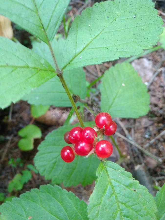 Stone Berry in Natural Habitat Stock Photo - Image of summer, habitat ...