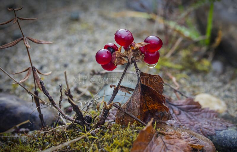 Stoneberry Mountains Stock Photos - Free & Royalty-Free Stock Photos ...