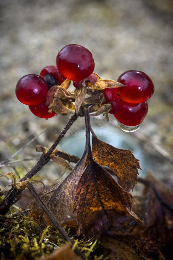 Stoneberry Red Berries With Leaves. Healthy Food. Healthy Sweets. Stock ...