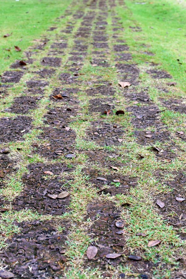 The Stone Block Walk Path with Green Grass in it. Stock Image - Image ...