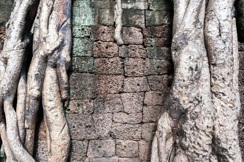 Stone Block Wall with Overcoming Tree Roots Stock Photo - Image of ...