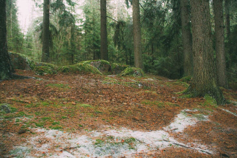 Stone Blocks in the Moss.snow-covered Path in the Winter Spruce Forest ...