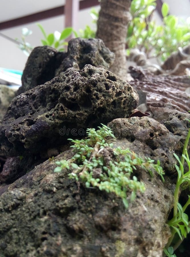 Stone bonsai tree stock image. Image of small, stone - 88815437