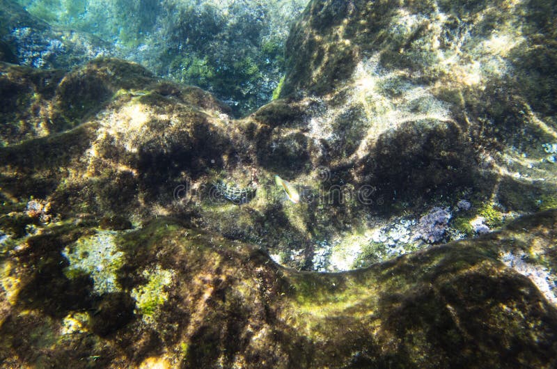 Stone Bottom of the Mediterranean Stock Image - Image of rock, shallow ...