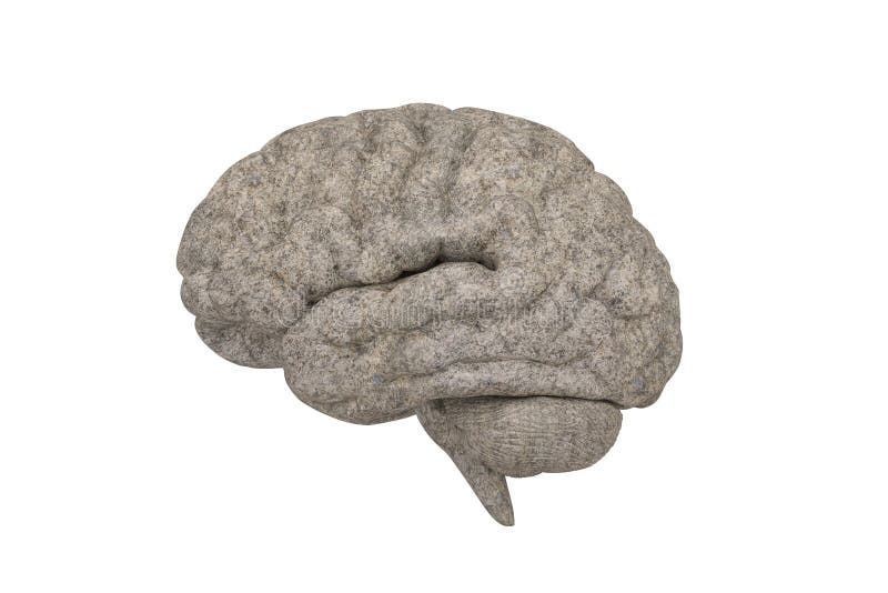 Stone Brain Isolated on White Background, 3D Illustration Stock ...