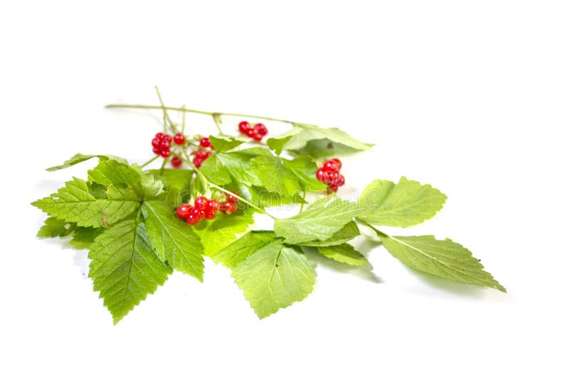 Stone Bramble with Berries Branches on White Stock Photo - Image of ...
