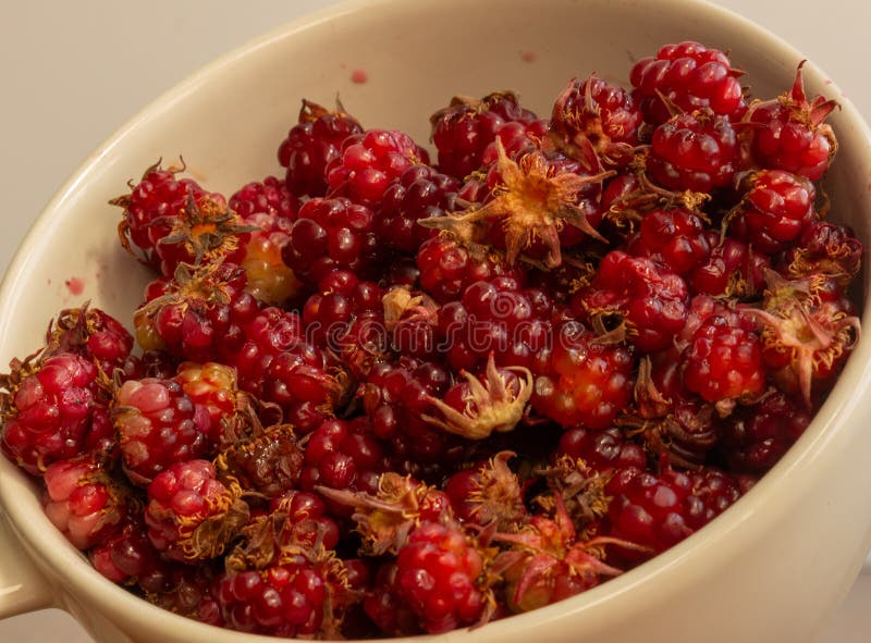 Stone Bramble Berries in a Cup Stock Photo - Image of dessert ...