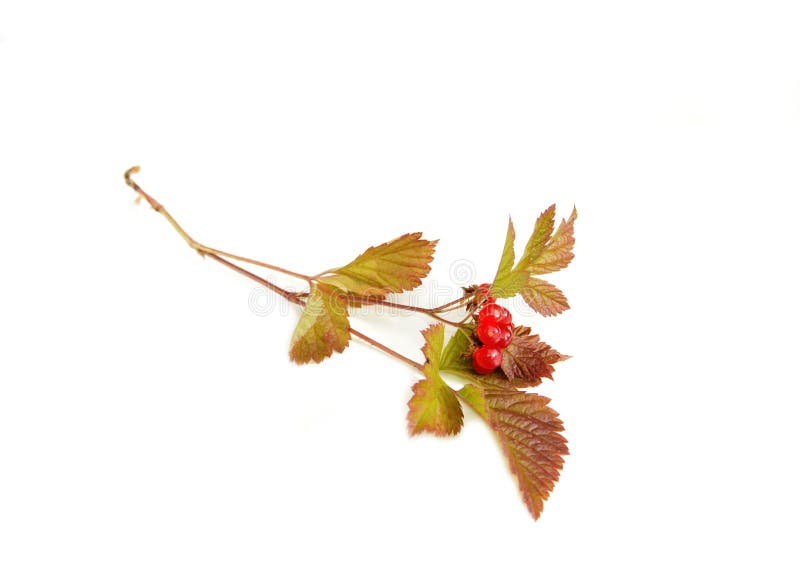 Stone bramble stock image. Image of summer, isolated - 77755279