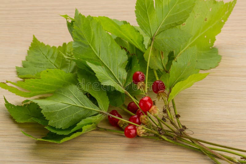 Stone bramble stock photo. Image of nature, berry, forest - 45579482