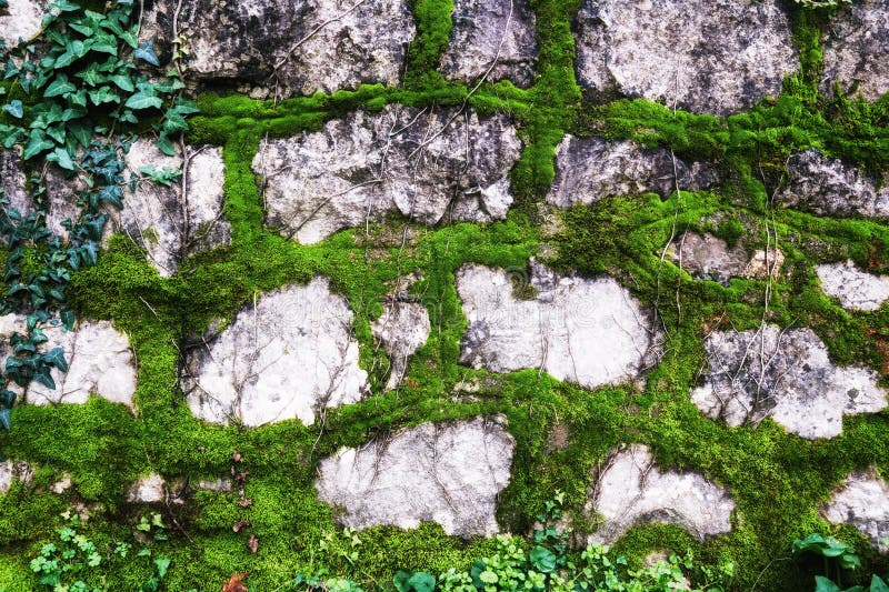 Stone Bricks Wall Texture Pattern Overgrown with Moss and Foliage Stock ...