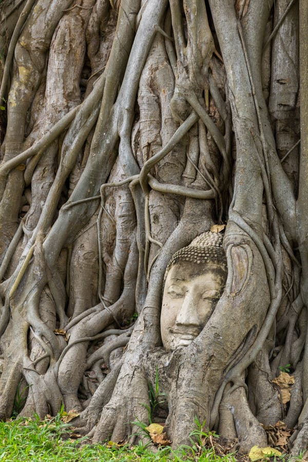 Stone Buddha Head Statue Trapped in Bodhi Tree Roots in Wat Mahathat ...