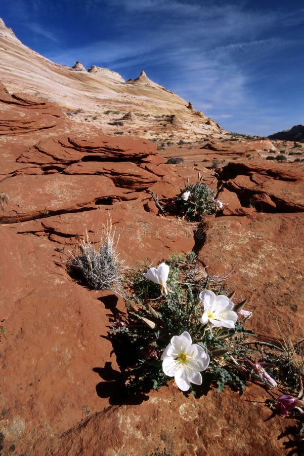 Stone Butte and Flower stock image. Image of utah, paria - 5642317
