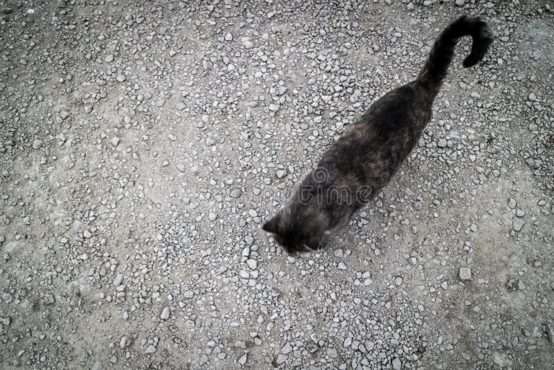 Stone and cat stock image. Image of cold, home, funny - 83494909