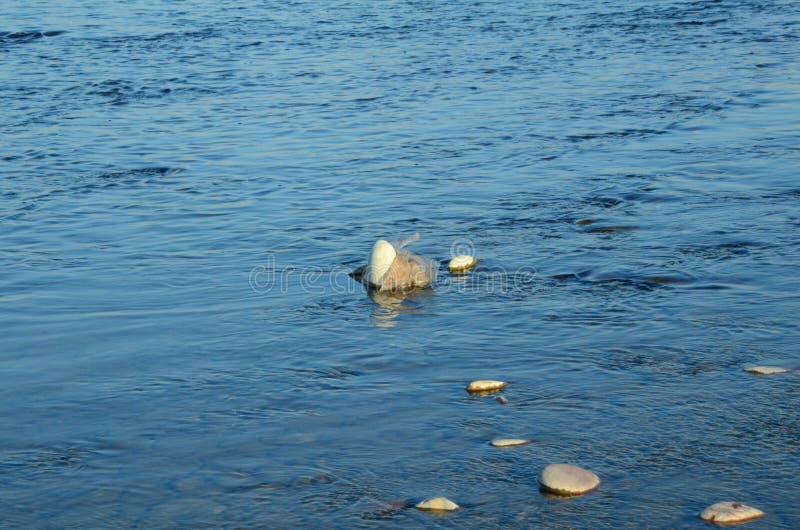 Stone in Center of Blue Water of River Stock Image - Image of water ...