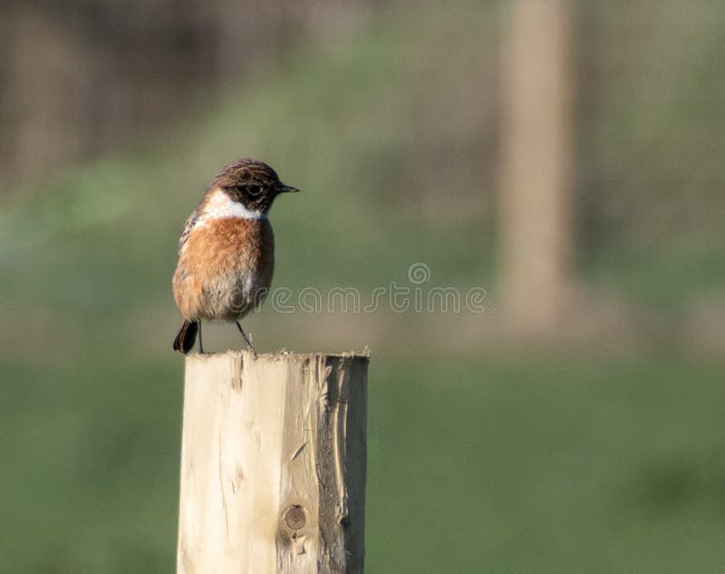 Stone Chat Bird Sitting N a Post Stock Photo - Image of close ...