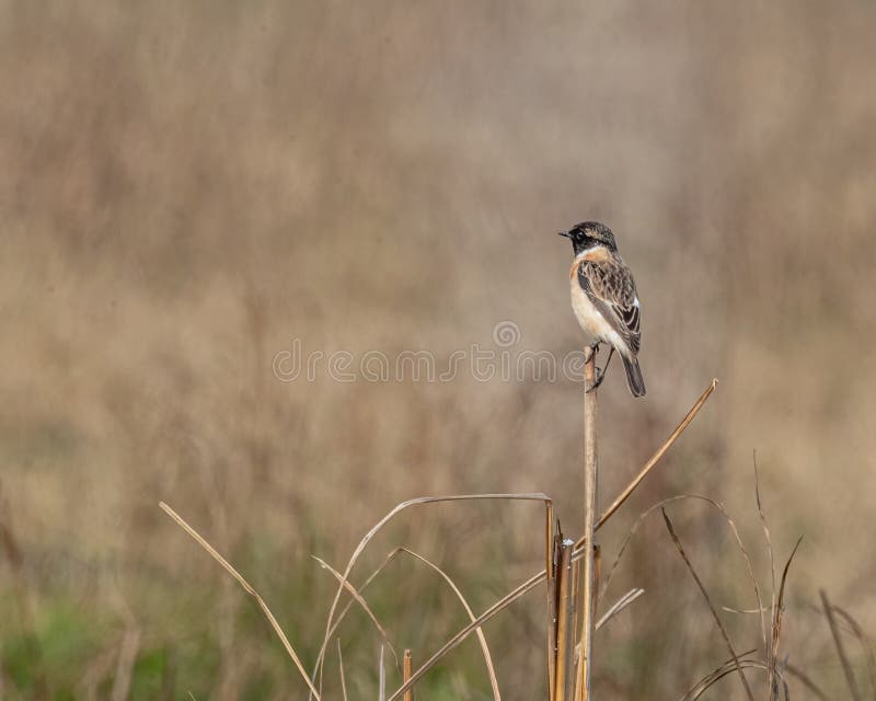 A Stone chat resting stock image. Image of print, flower - 267343889