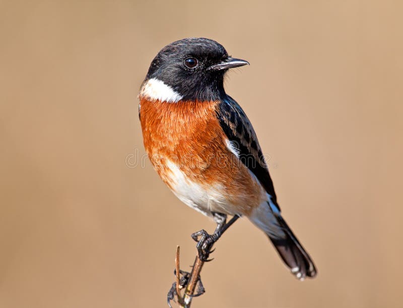 Stone Chat Sitting on a Little Branch Stock Image - Image of look ...