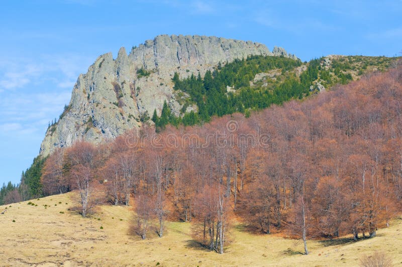 Stone Cliff with Brown Forest Stock Photo - Image of high, forest: 18720600