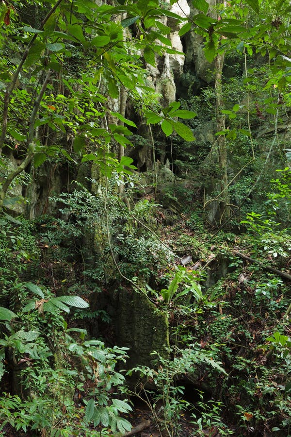 Stone cliff in rainforest stock photo. Image of surface - 107479910