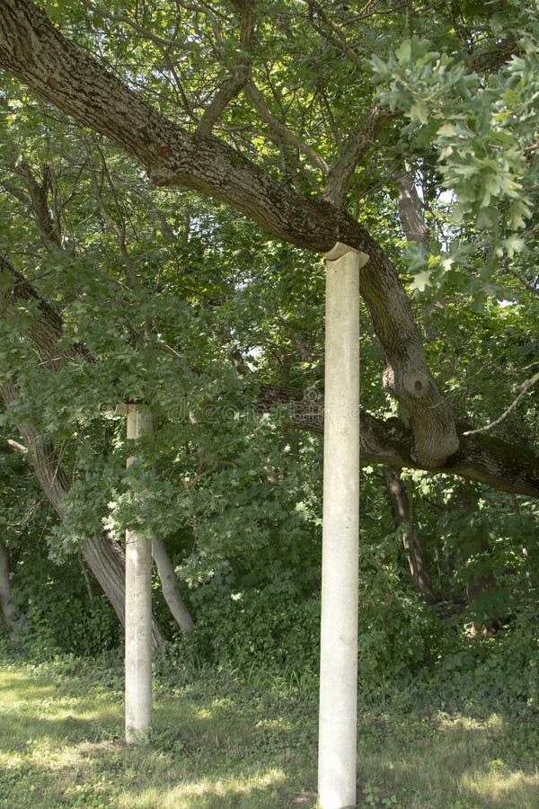 Stone Columns Support Trees. Support for Leaning Trees Stock Image ...