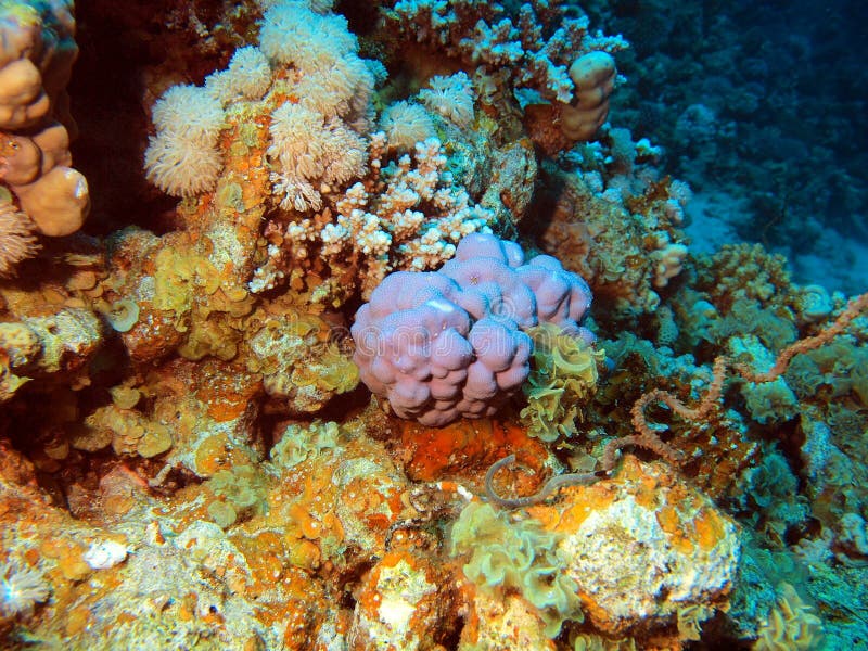 Stone coral stock photo. Image of stone, reef, animal - 25615510