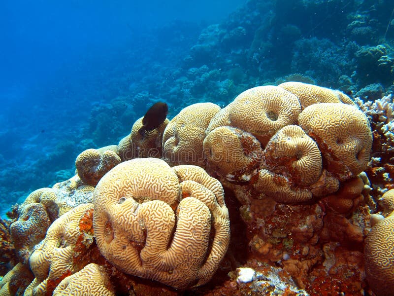 Stone coral stock image. Image of underwater, nature - 25811939