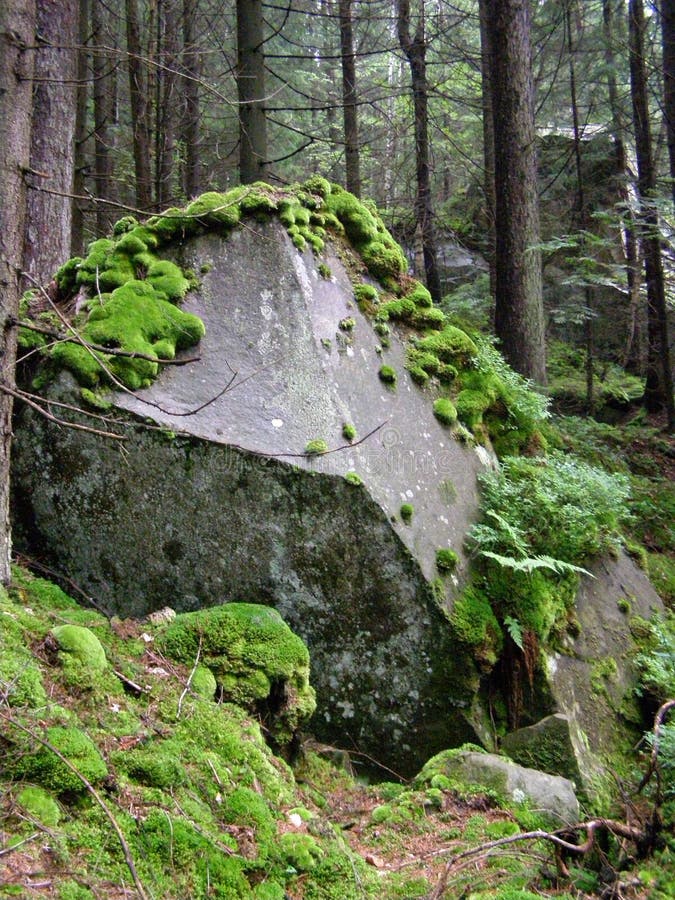 Stone Covered with Moss in the Forest Stock Photo - Image of rock ...