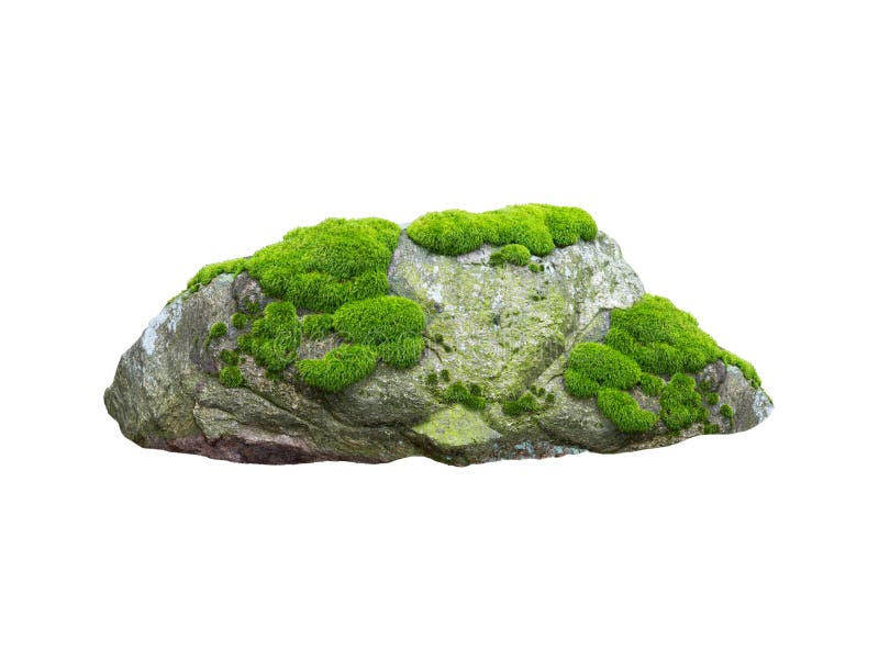 Stone Covered with Moss Isolated on White Stock Image - Image of moist ...