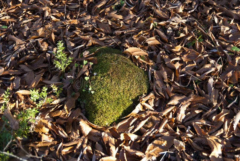 Stone Covered with Moss and Surrounded by Fallen Leaves in Forest in ...