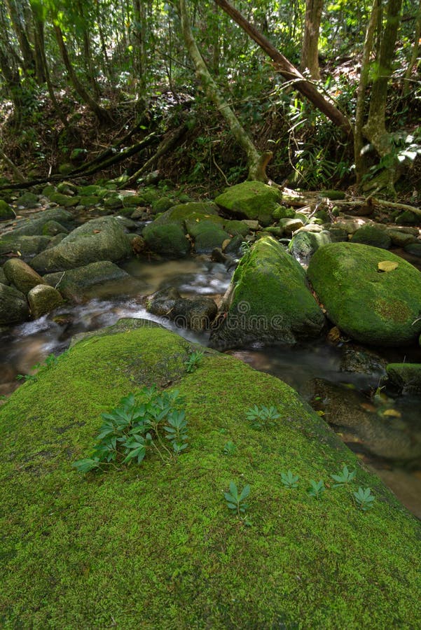 Stone Covered with Moss in Tropical Rainforest Stock Image - Image of ...