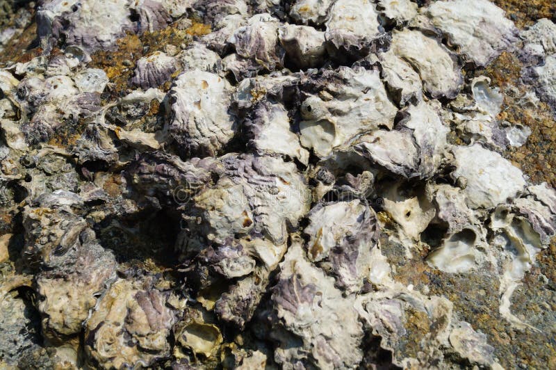 Stone Covered with Sea Shells. Stock Photo - Image of natural, oyster ...