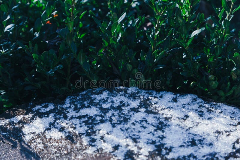 The Stone is Covered with a Small Layer of Snow and a Green Bush Stock ...