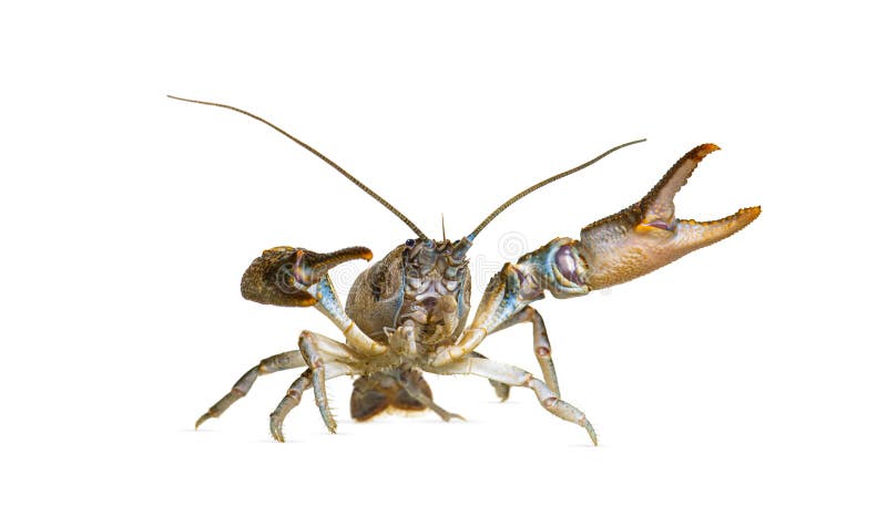 Stone Crayfish, Austropotamobius Torrentium, is a Freshwater Crayfish ...