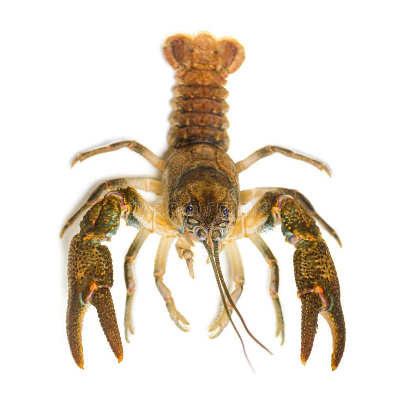 Stone Crayfish, Austropotamobius Torrentium, is a Freshwater Crayfish ...