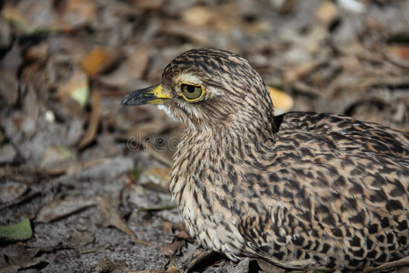 Stone curlew stock photo. Image of wading, flight, environmental ...