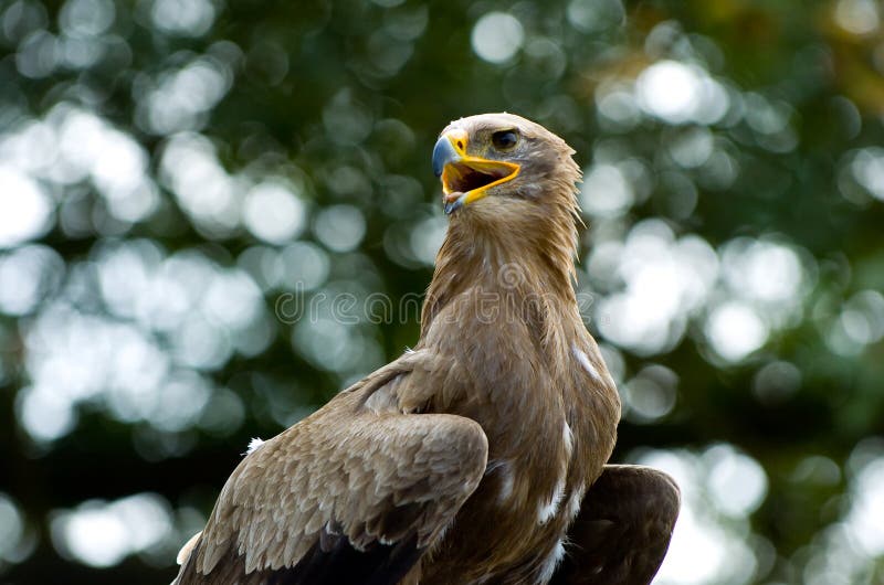 Stone eagle stock image. Image of wildlife, animal, flight - 12994319