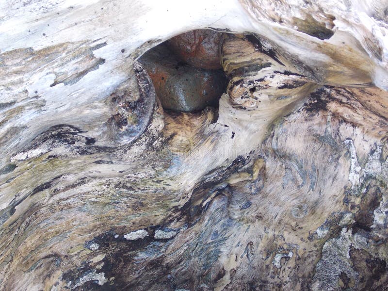 A Stone Embedded in a Log on a Beach, Costa Rica Stock Photo - Image of ...