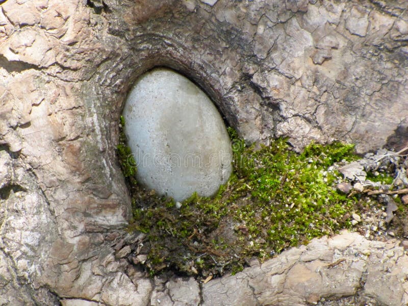 Stone Encased in Living Tree Stock Photo - Image of grey, round: 83194874