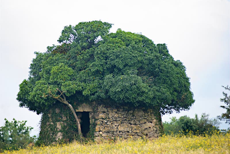 Stone Farm Building Overcome by a Tree Stock Photo - Image of storage ...