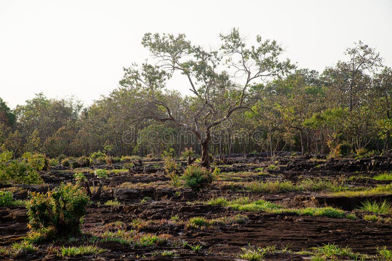 Stone Field in the Forest in the Evening. Stock Image - Image of ...