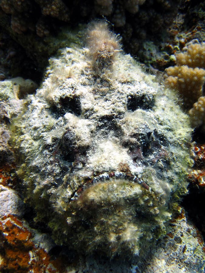 Stonefish stock image. Image of organism, bristle, poisonous - 17083525