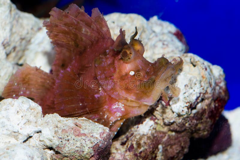 Stone-fish stock image. Image of coral, dive, marine, underwater - 9743661